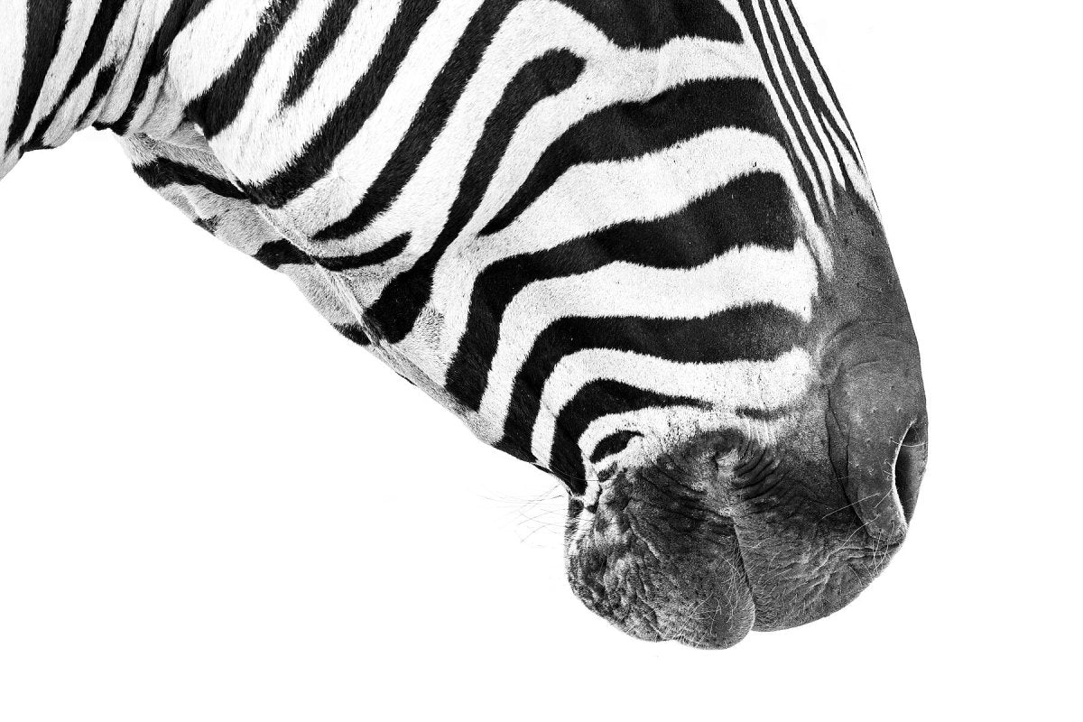 DevonJenkin | African Wildlife Photography – Devon Jenkin Photography