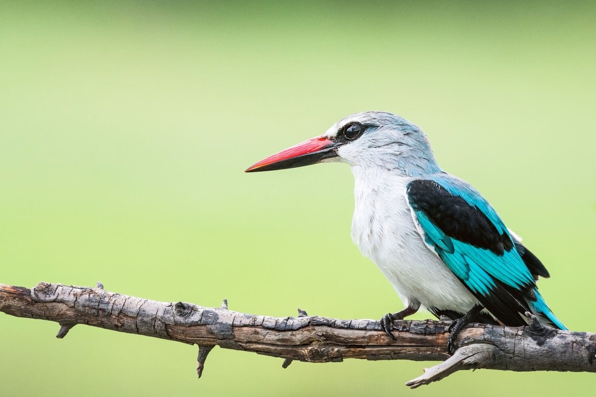 DevonJenkin | African Wildlife Photography – Devon Jenkin Photography ...